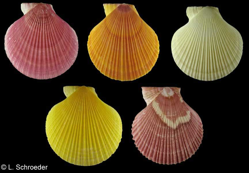 Bivalves - Pectinidae, Propeamussidae